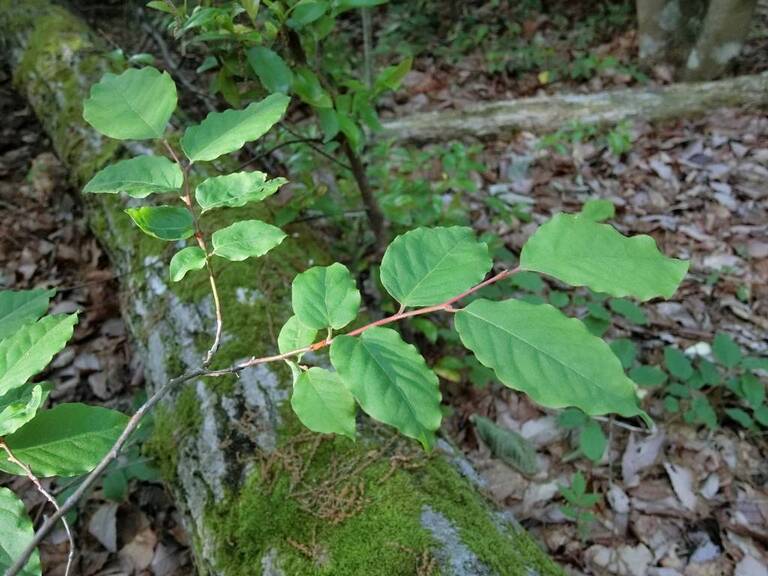 ネジキ | 森づくりの技術